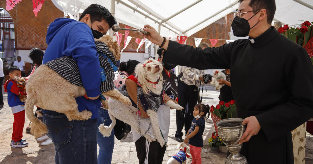 México y sus tradiciones, la bendición de los animalitos en San Antonio ...